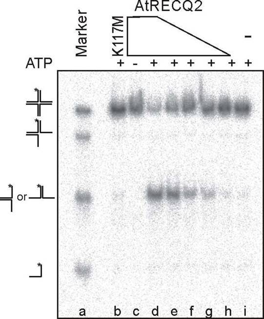 JKIP - Science (English)